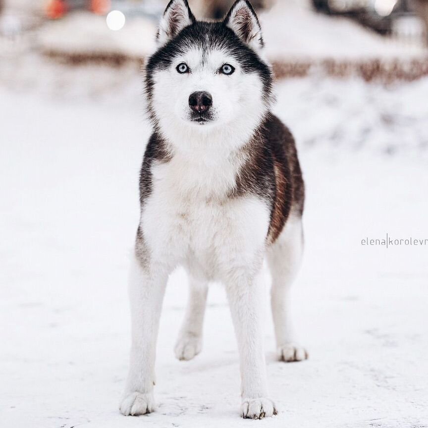 Сибирский хаски, взрослая собака