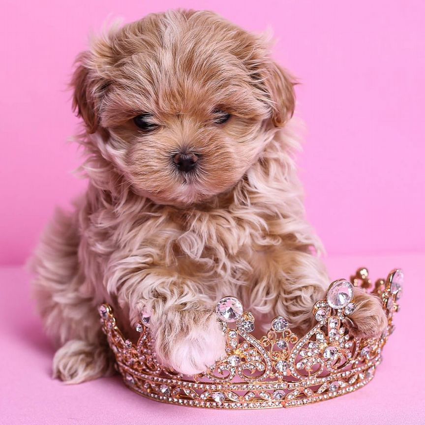 Мальтипу, щенок