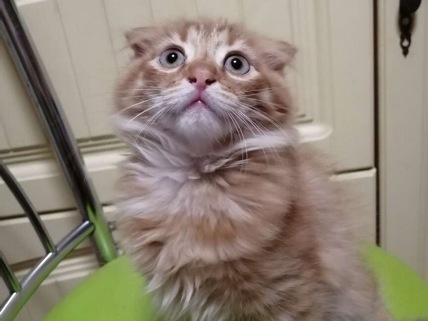 Котик в добрые руки