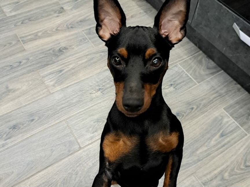 Вязка цвергпинчер