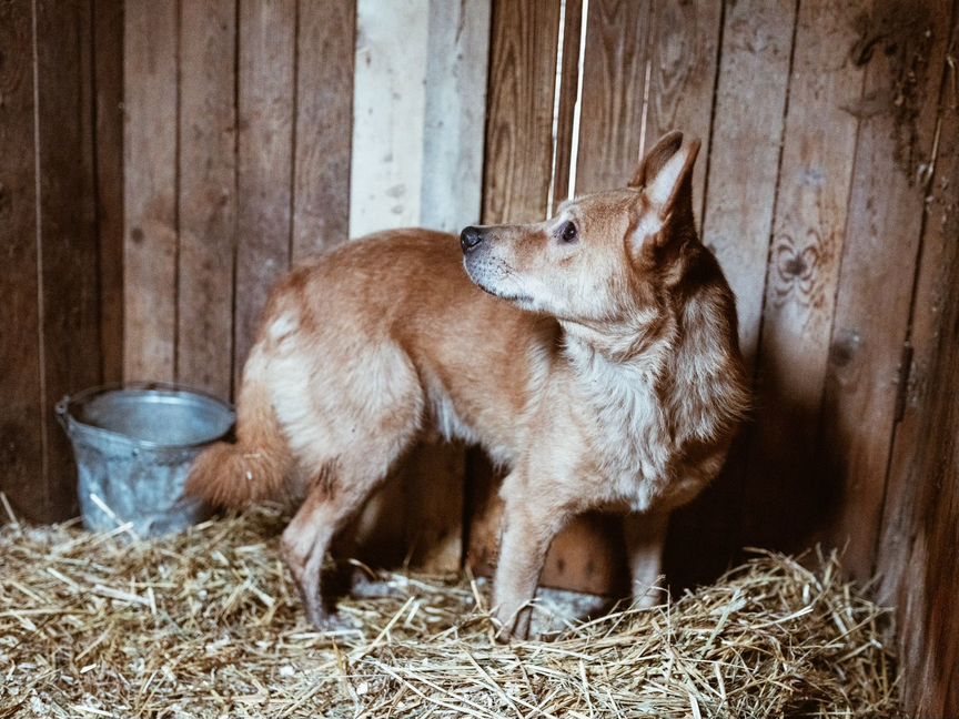 Собака в добрые руки