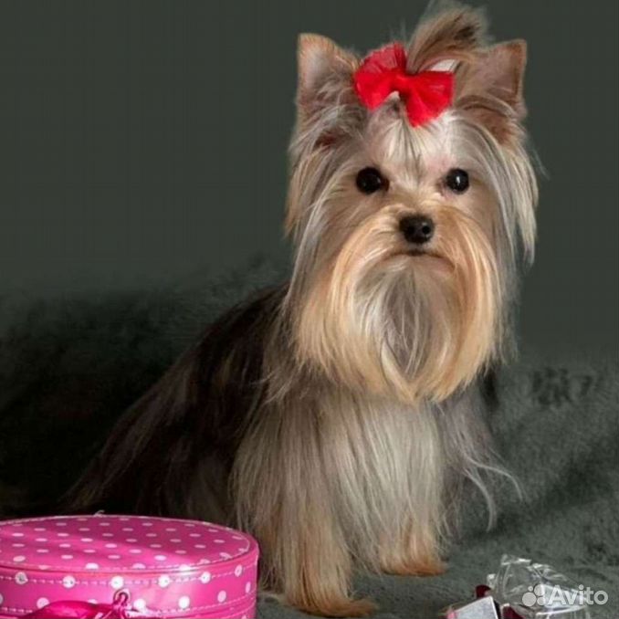 Йоркширский терьер девочка mini