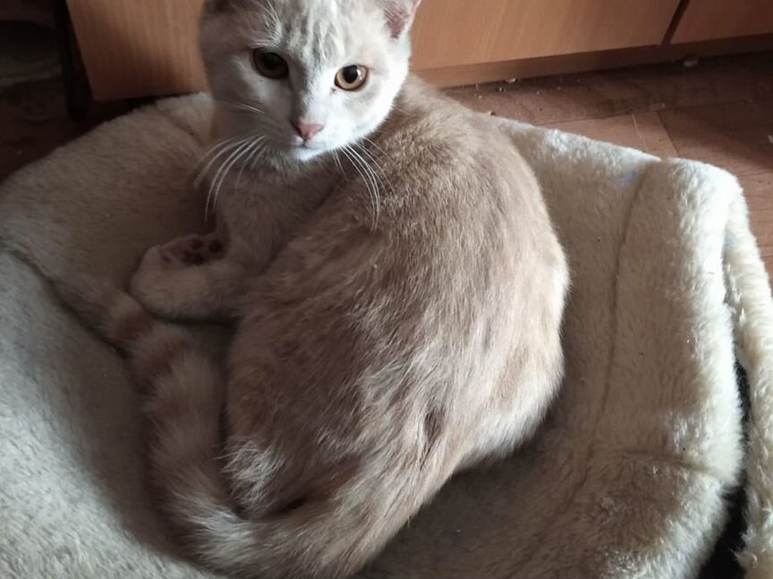 Котёнок мальчик, цвет персиковый 4-5 месесяцев