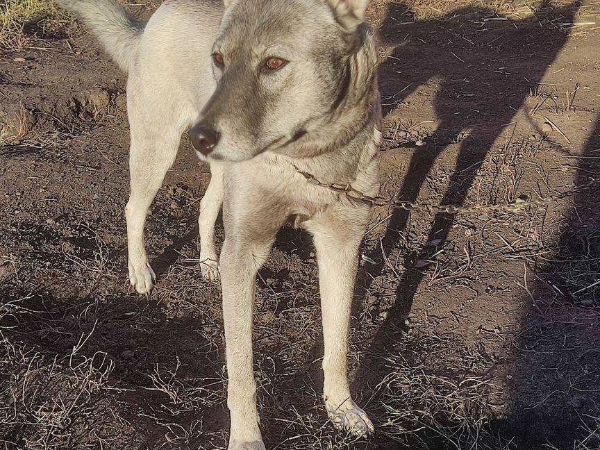 Лайка добрые руки