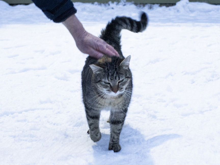 Кошка серо-полосатая в добрые руки