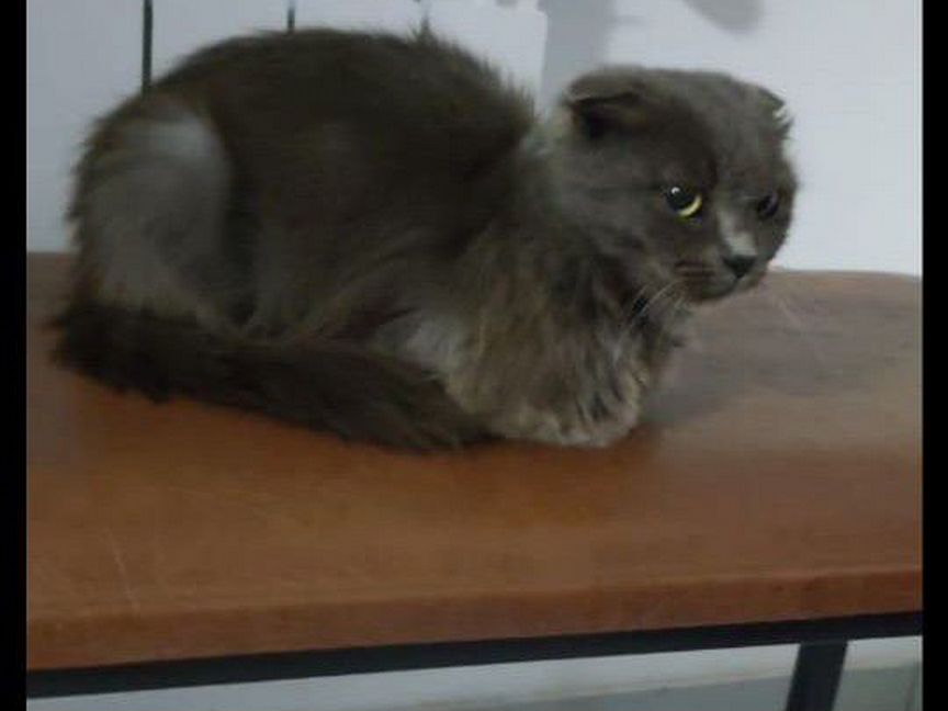 Кошечке нужен дом