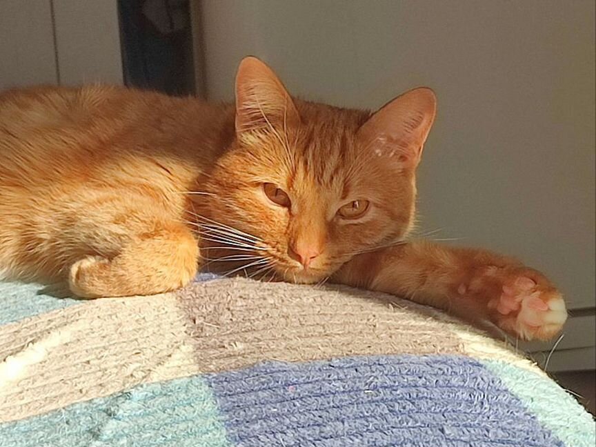 Котик в добрые руки