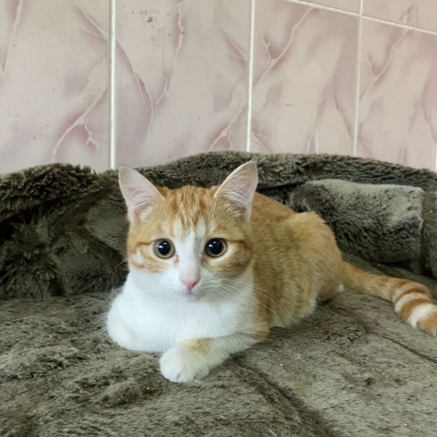 Котенок в добрые руки
