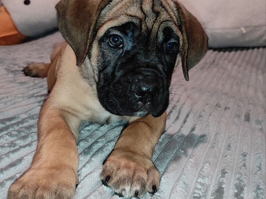 Щенки кане корсо