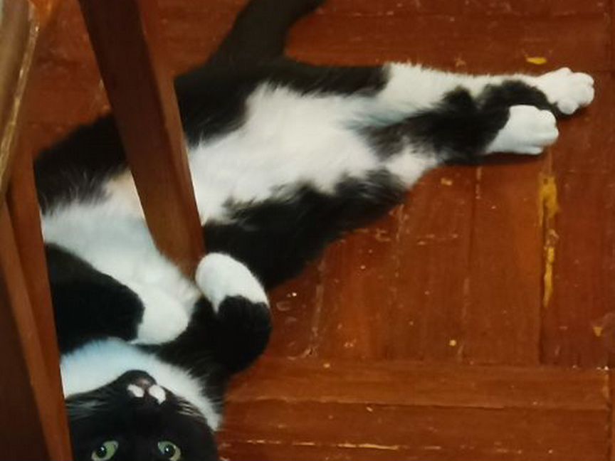 Котик в добрые руки