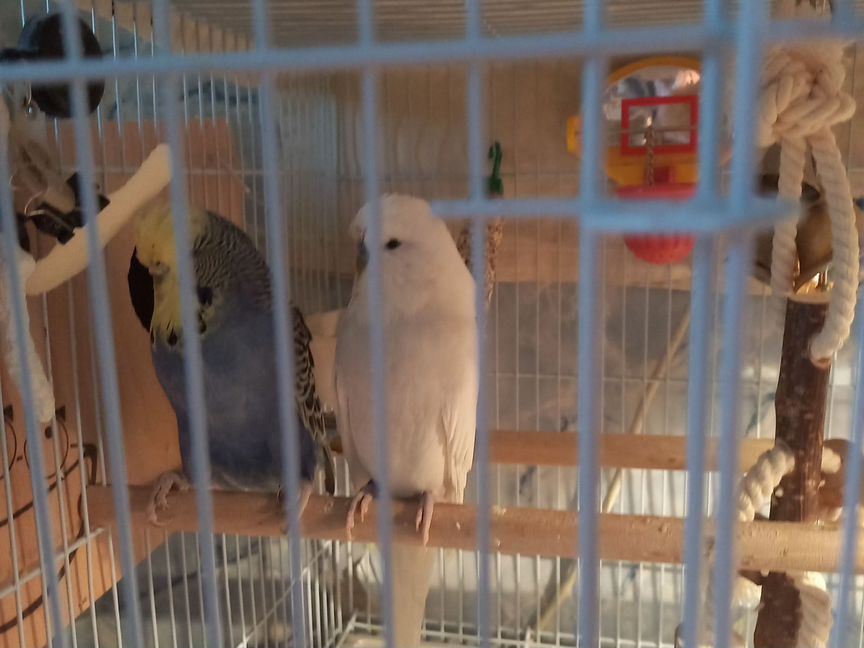 Молодая семья ввп чехи