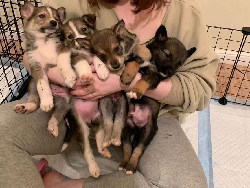 Малыши с розовым пузом 1,5 мес в добрые руки