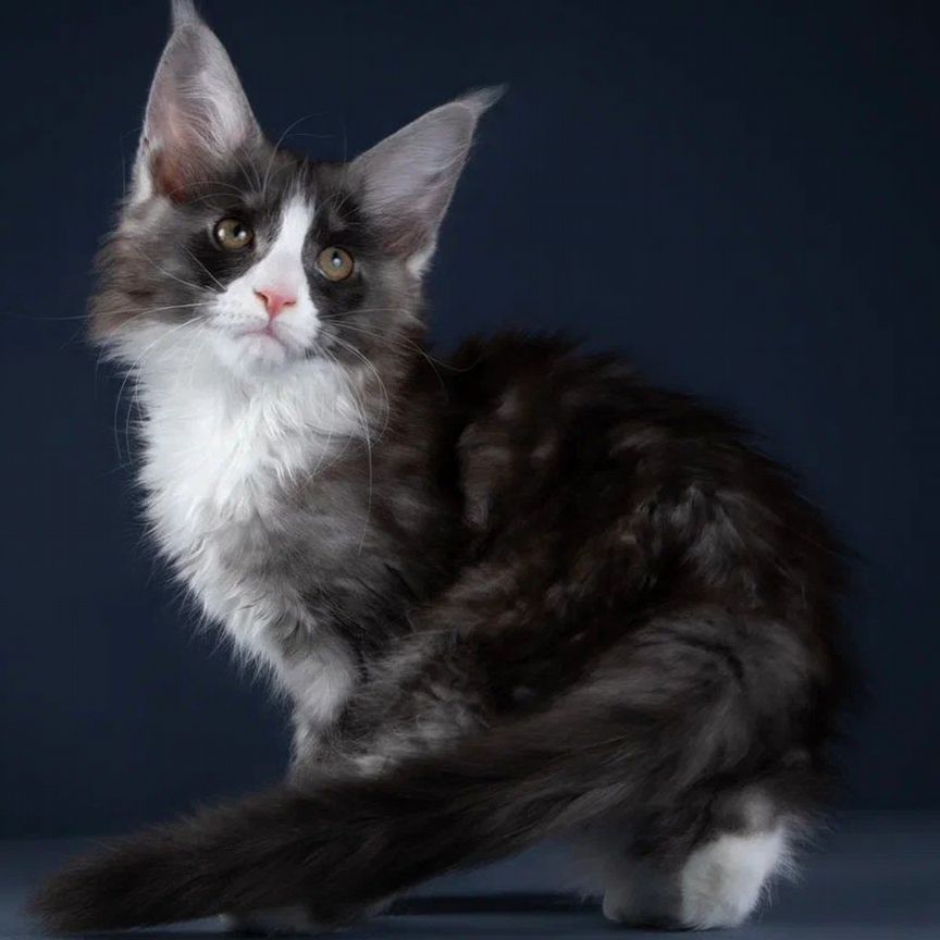 Мейн-кун котёнок