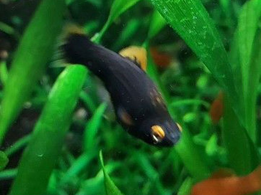 Меченосцы черные