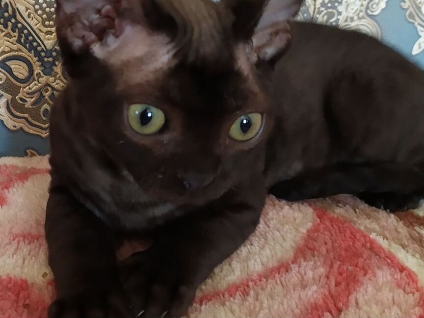 Котята