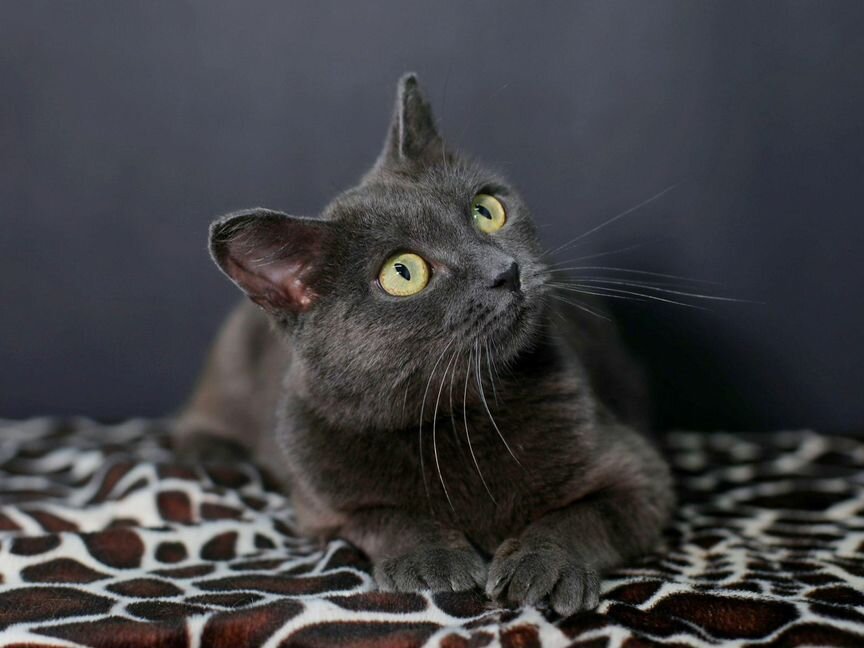 Идеальная кошечка ищет дом