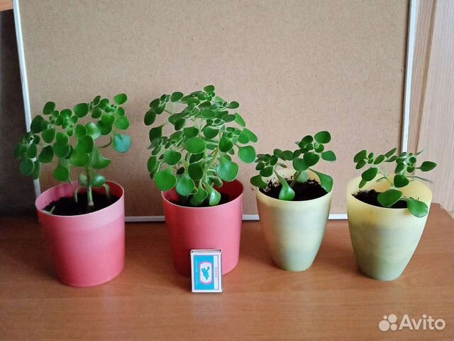 Аихризон дерево любви купить в Екатеринбурге | Товары для дома и дачи ...