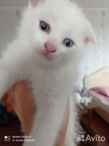 Отдам в добрые руки белых вислоухих котят