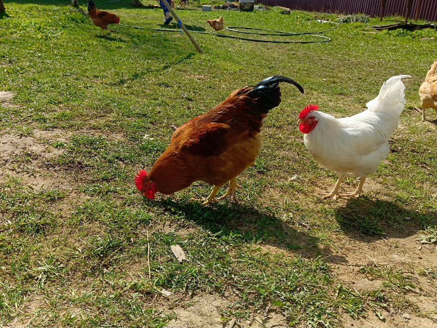 Петухи домашние