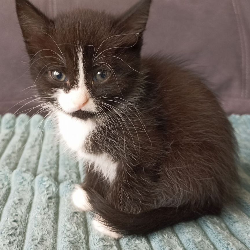 Отдам котёнка мальчика