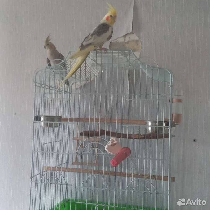 Попугай карелла самец и самка