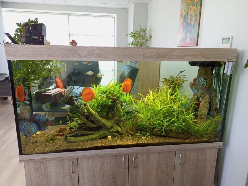 Аквариумист