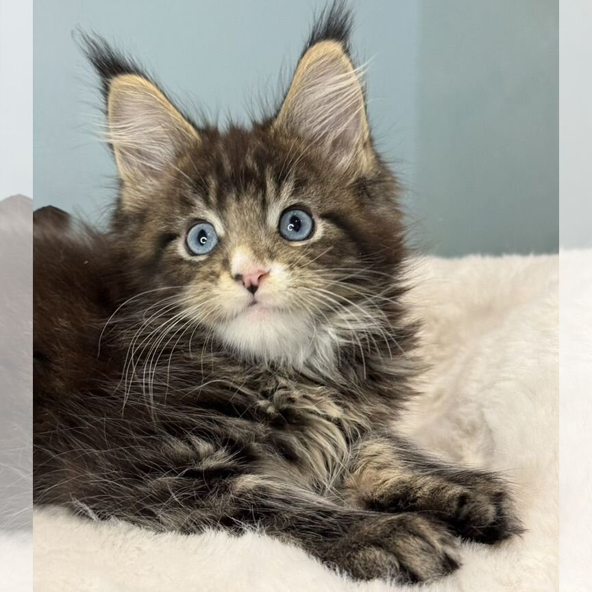 Мейн-кун с голубыми глазами