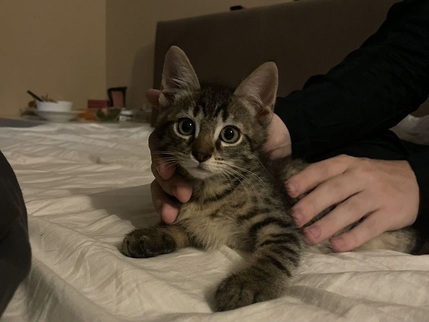 Котик в дар бесплатно