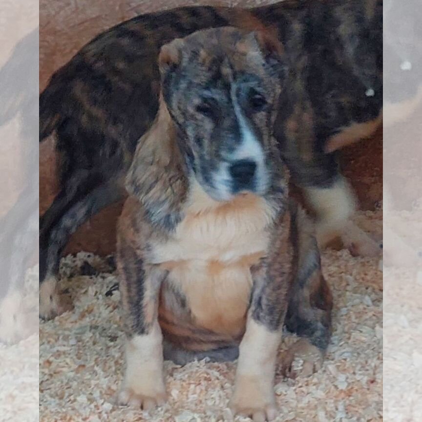 Среднеазиатская овчарка, щенок