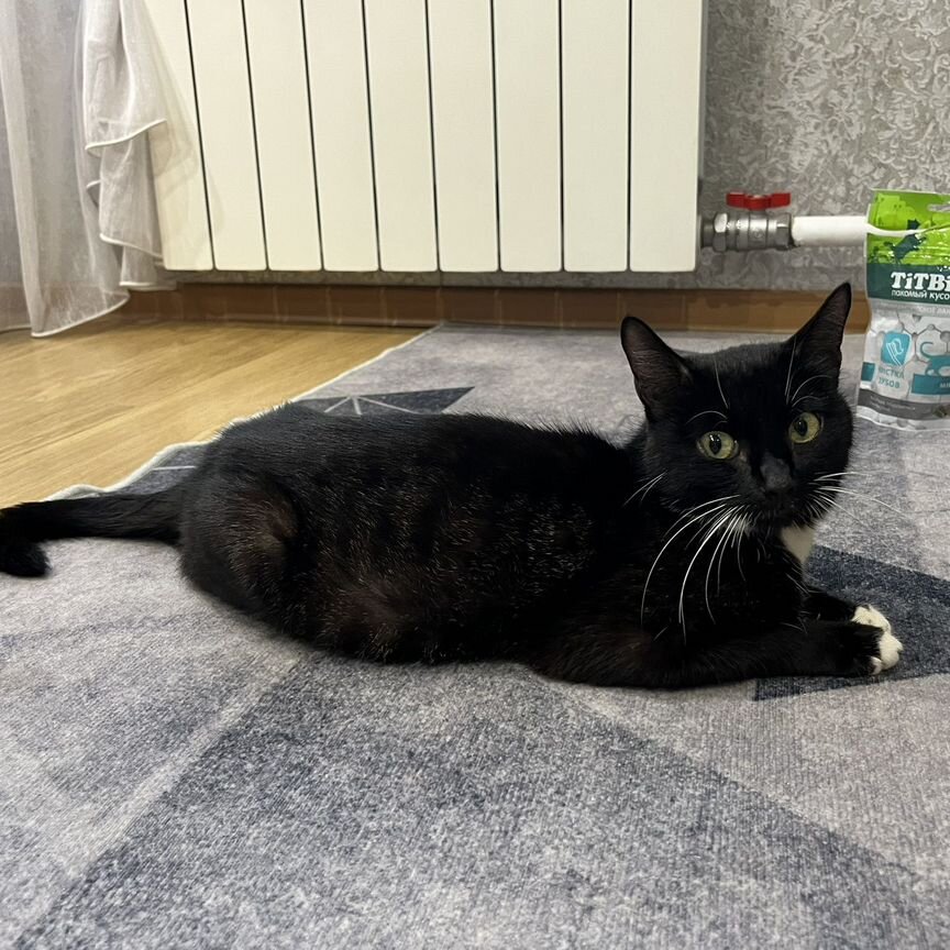 Кошечка в добрые руки