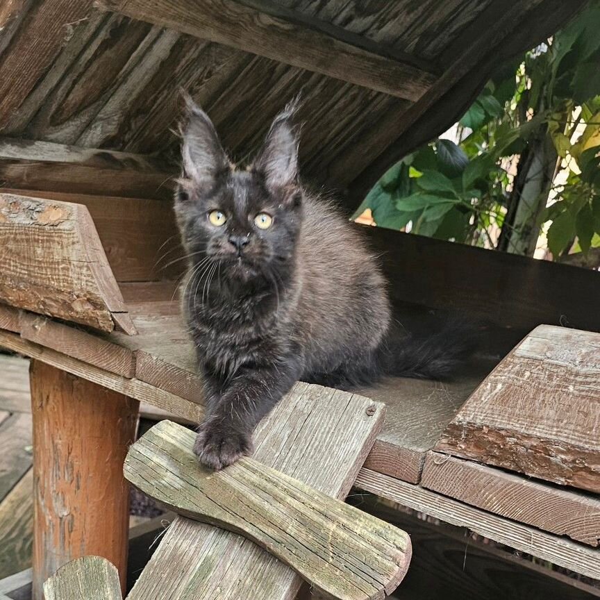 Котята мейн-кун