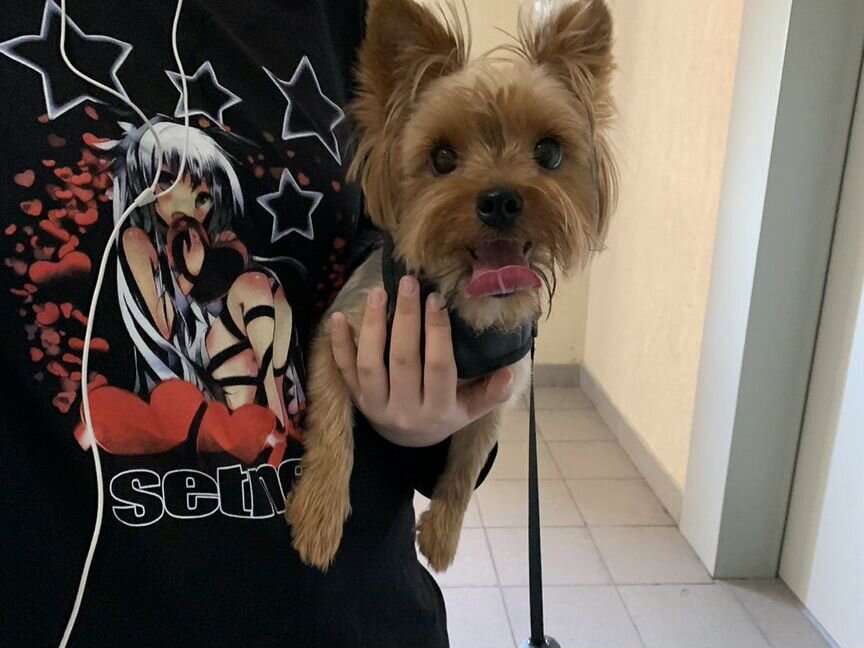 Йоркширский терьер вязка мальчик