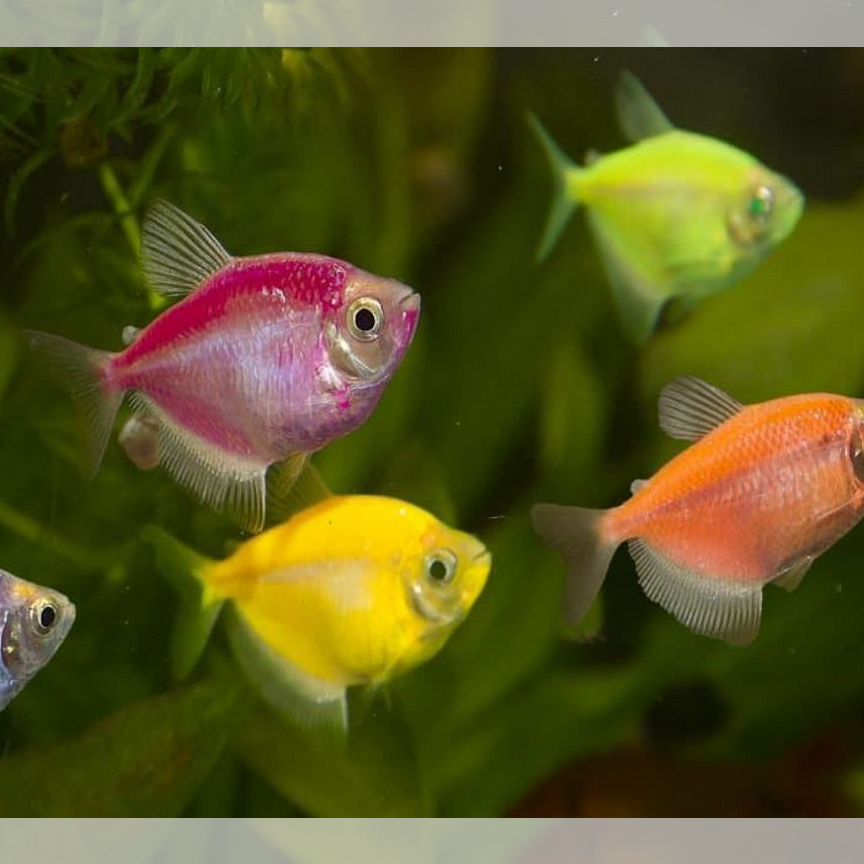 Тернеции glofish