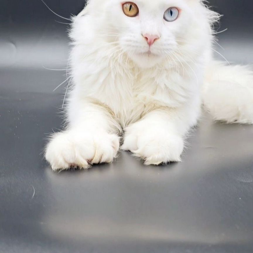 Maine Coon полидакт ODD- разноглазая девочка, сове