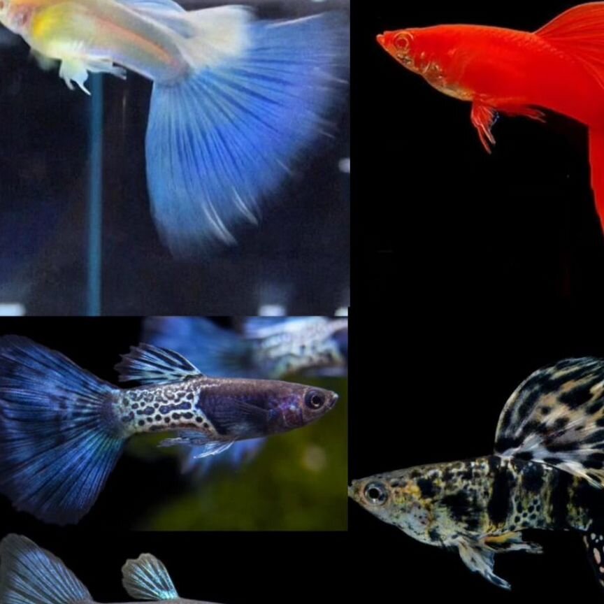 Аквариумные рыбки гуппи
