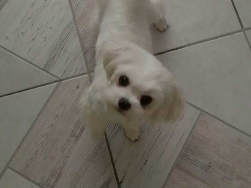 Мальтийская болонка,кобель