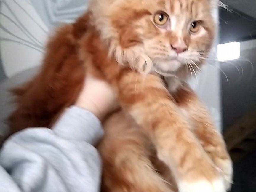 Мейн-кун котята котики