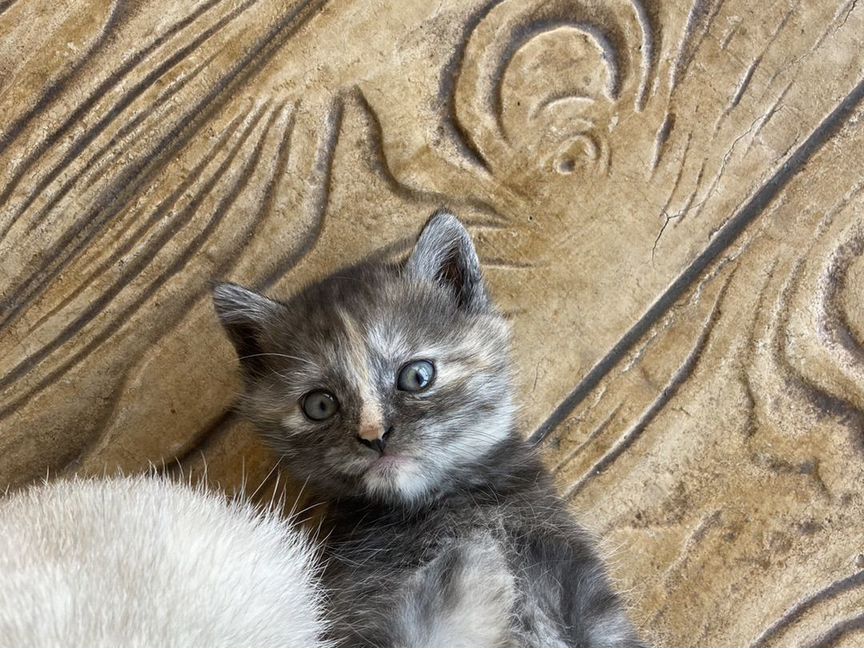 Шотландская британская