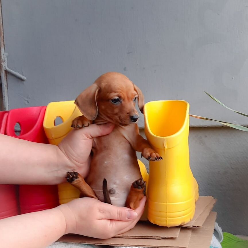 Мини такса, мальчик