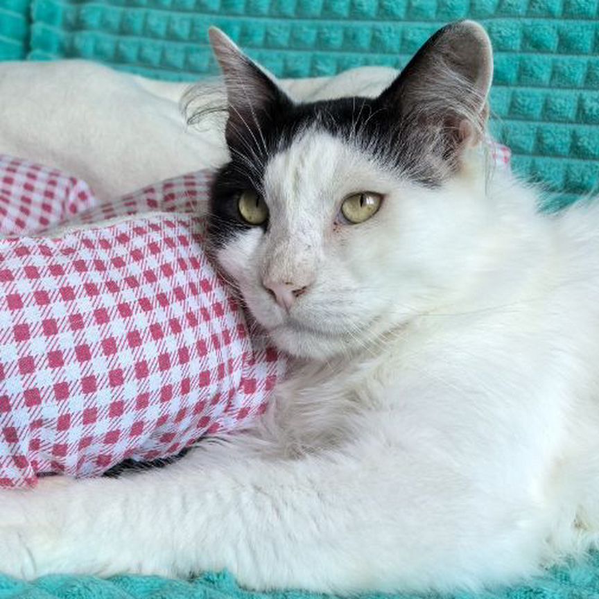 Котик Макар в поисках дома