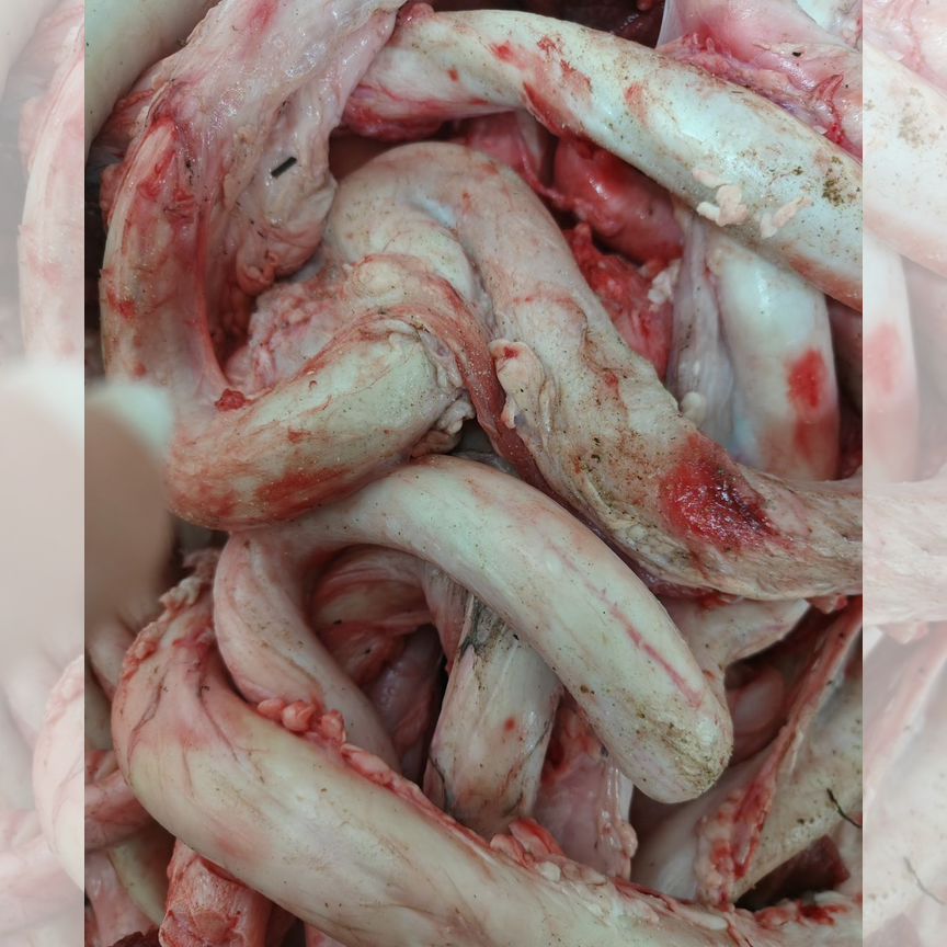 Бычий корень для собак