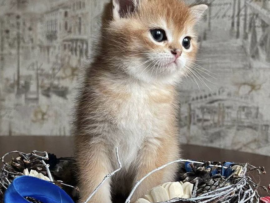 Продажа британских котят