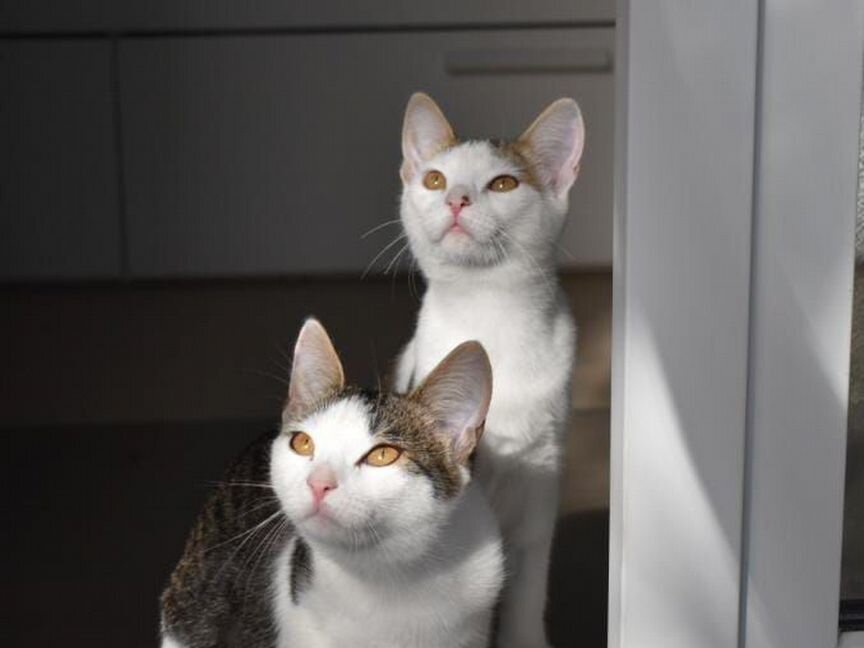 Котята в добрые ручки