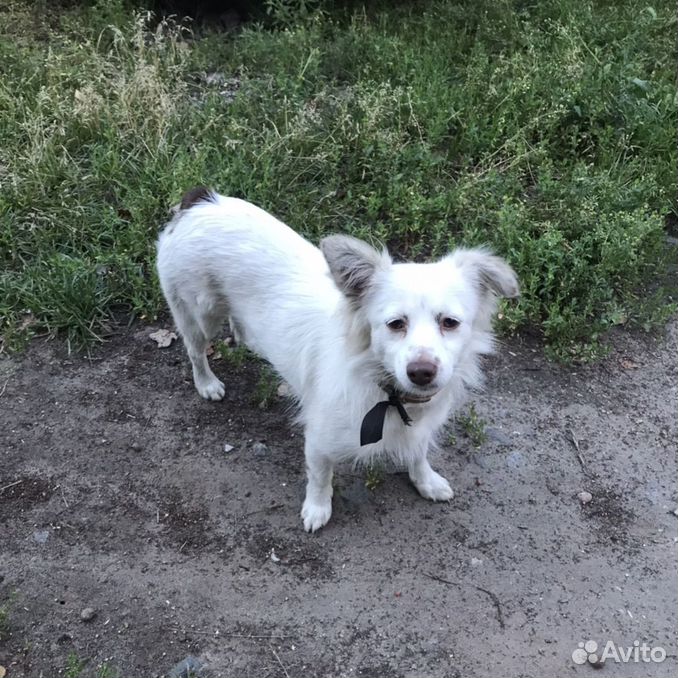 Японский шпиц