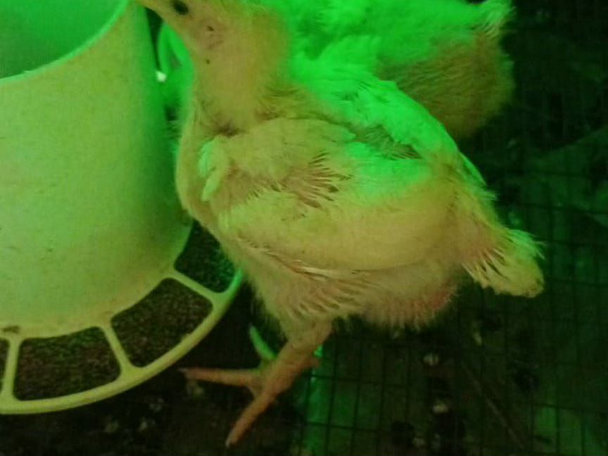 Цыплята бройлеры. Испания, Венгрия