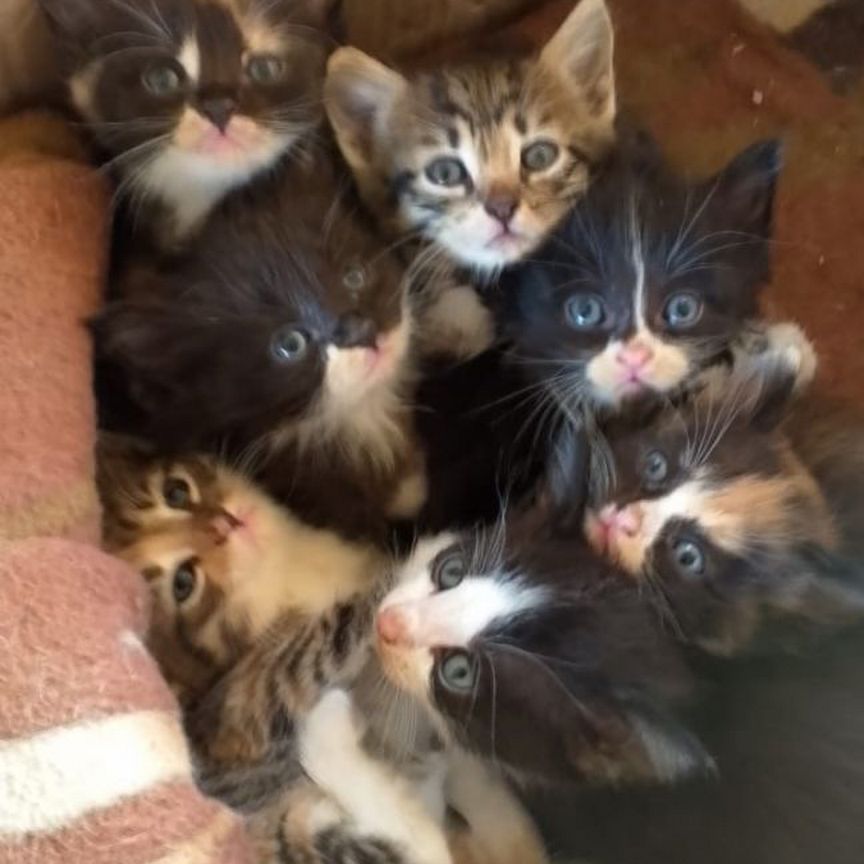 Котята в добрые руки