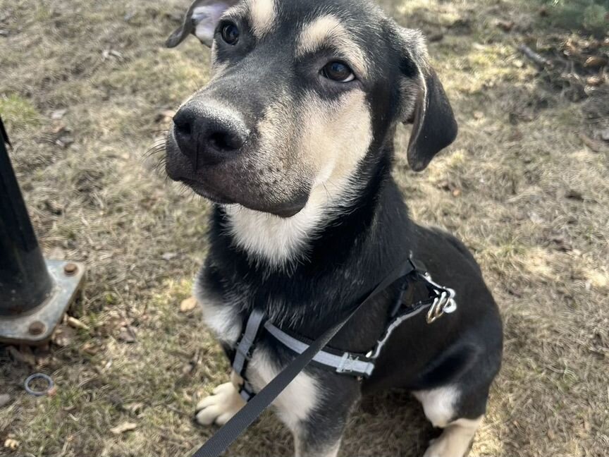 Собака в добрые руки отдам бесплатно