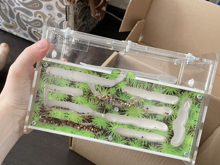 Дом для муравьев