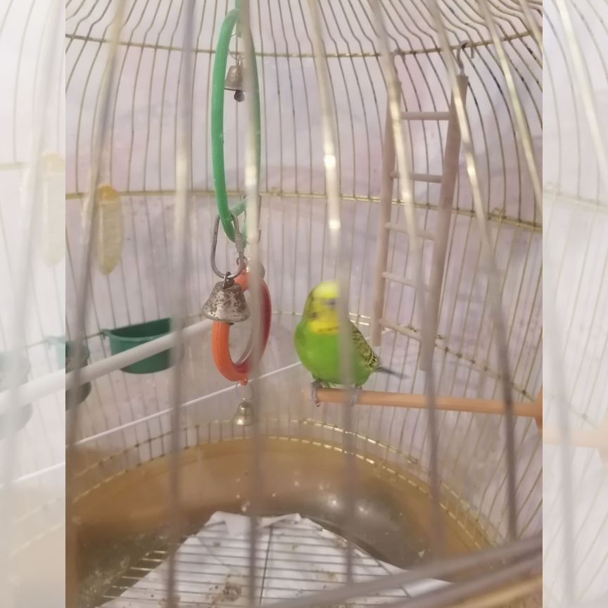 Волнистый попугай с клеткой мальчик