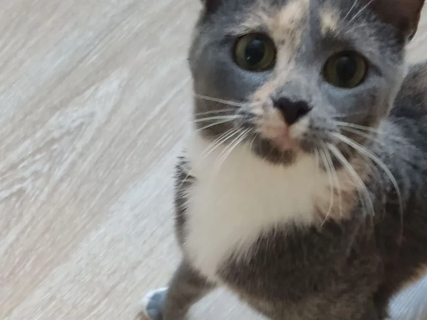 Куколка котенок 6 мес